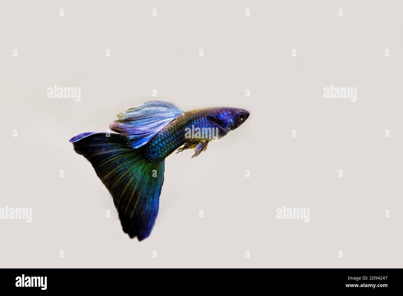 Male blue moscow guppy on white Stock Photo - Alamy