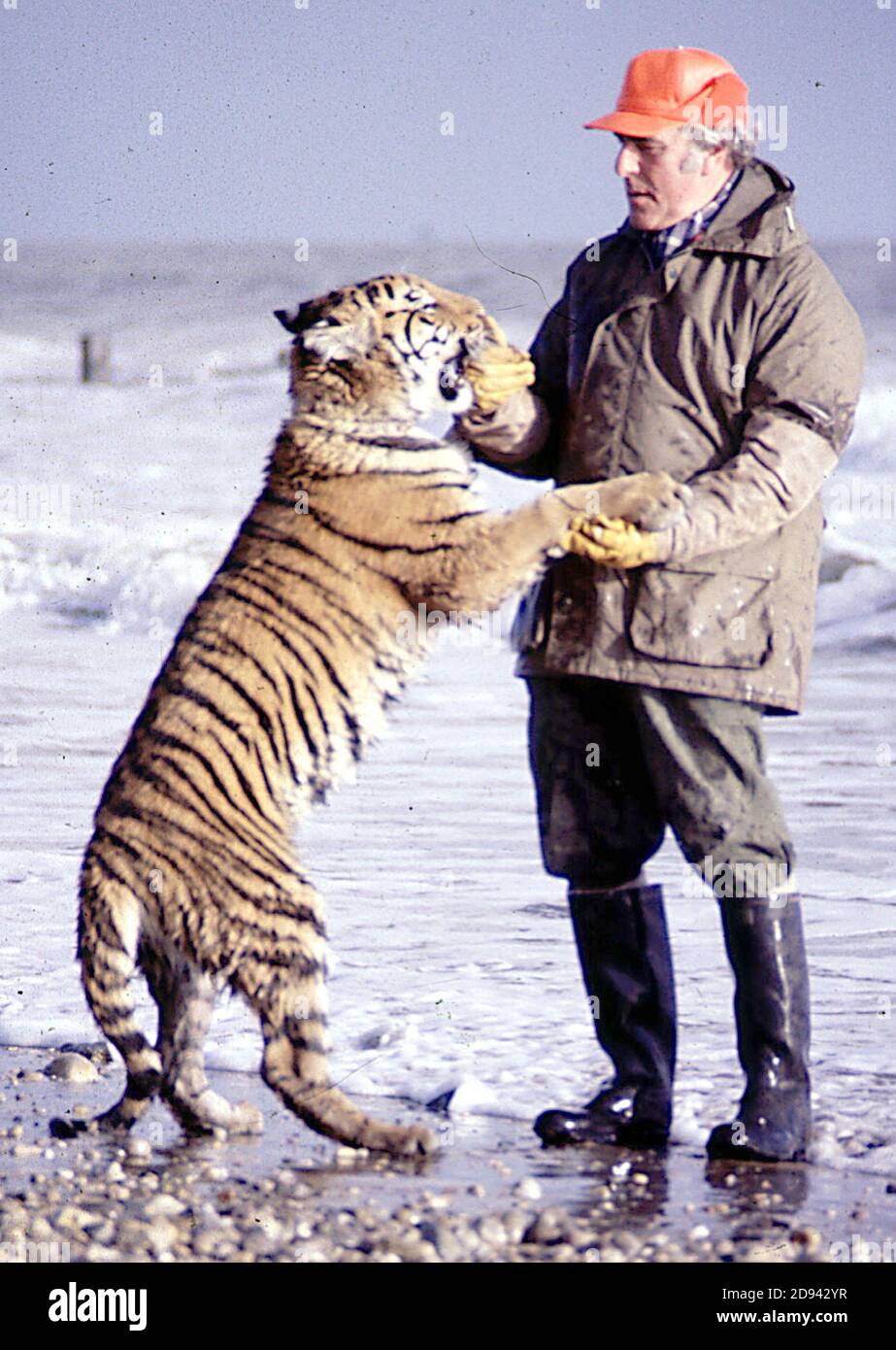JACK CORNEY TAKES HIS TIGER FOR A WALK ALONG SANDOWN BEACH. ISLE OF ...