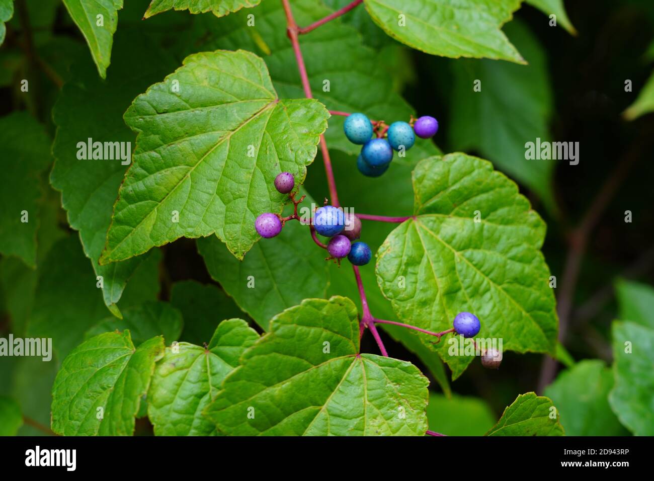 View of the blue and purple fruit of the Porcelain Berry vine ...