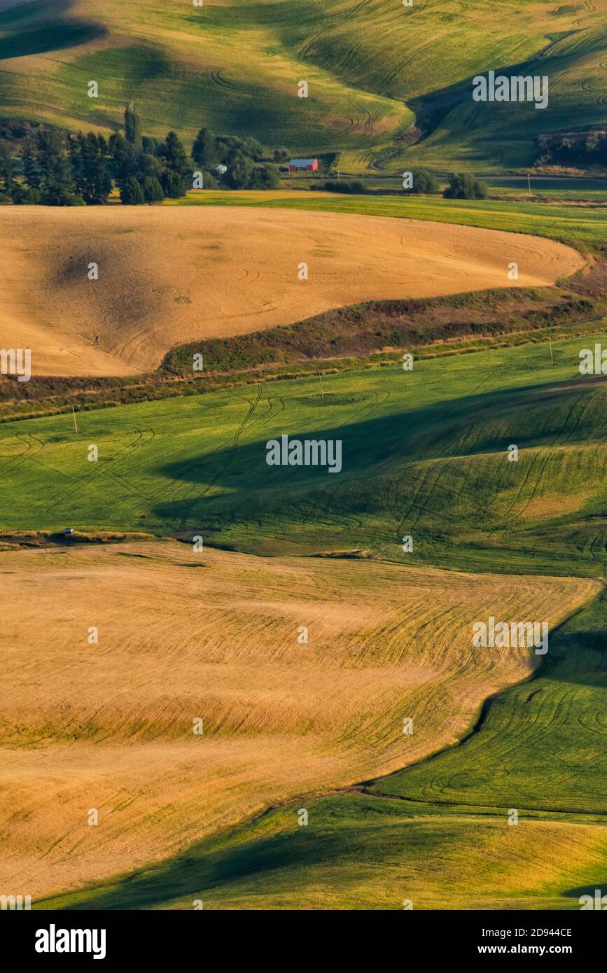 Landscape of rolling wheat field, Palouse, Washington State, USA, view ...