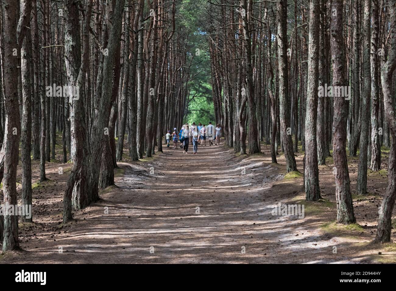 Dancing Forest (pine forest) with twisted trees on the Curonian Spit ...