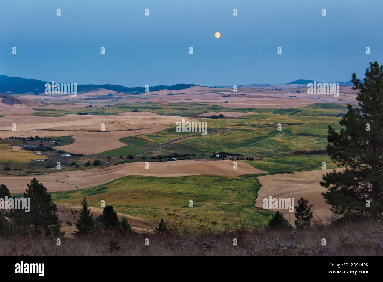 Landscape of rolling wheat field, Palouse, Washington State, USA, view ...