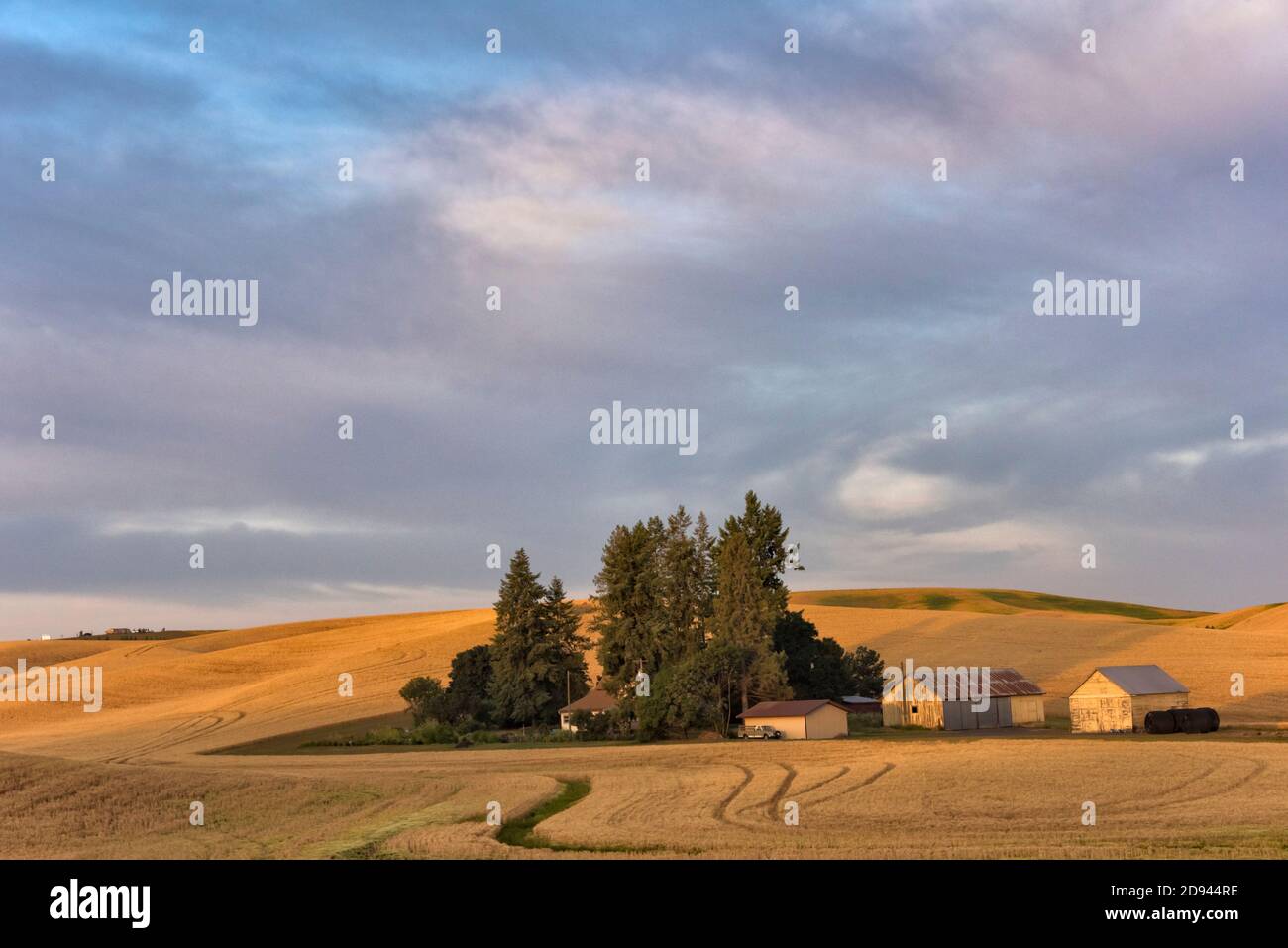 Road through wheat field at sunrise, Palouse, Washington State, USA ...