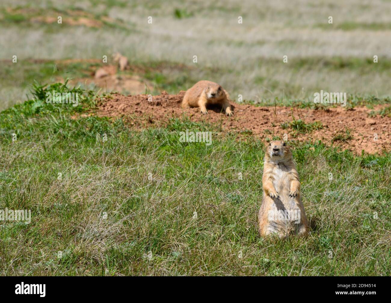 Crow volcano hi-res stock photography and images - Alamy