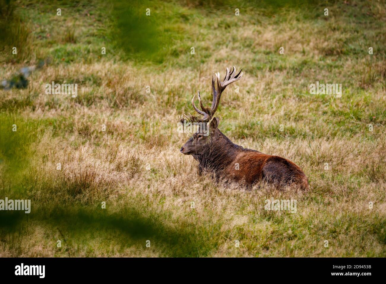 Red Deer in the forest at rutting season Stock Photo - Alamy