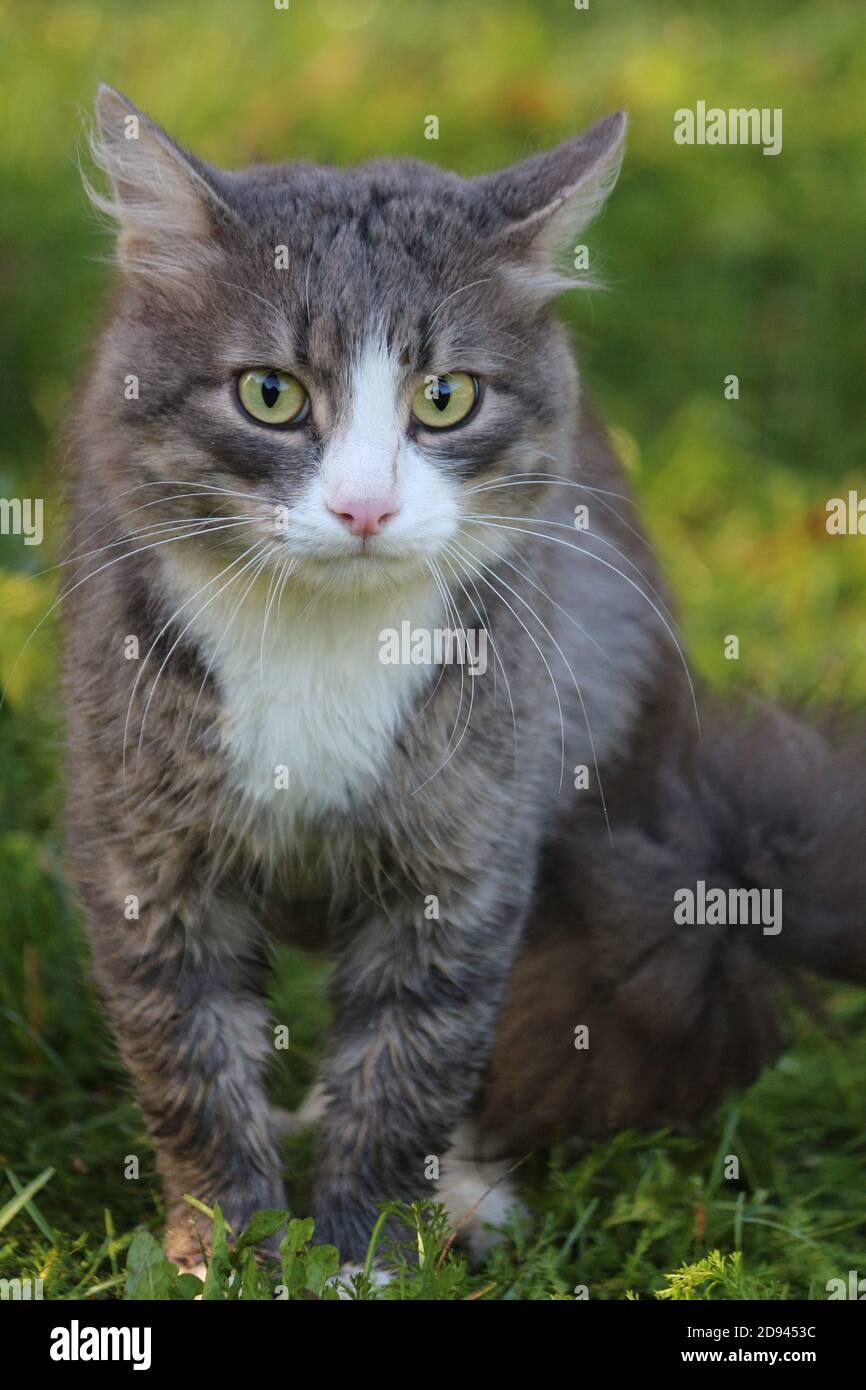 Dark Grey Cat With Green Eyes