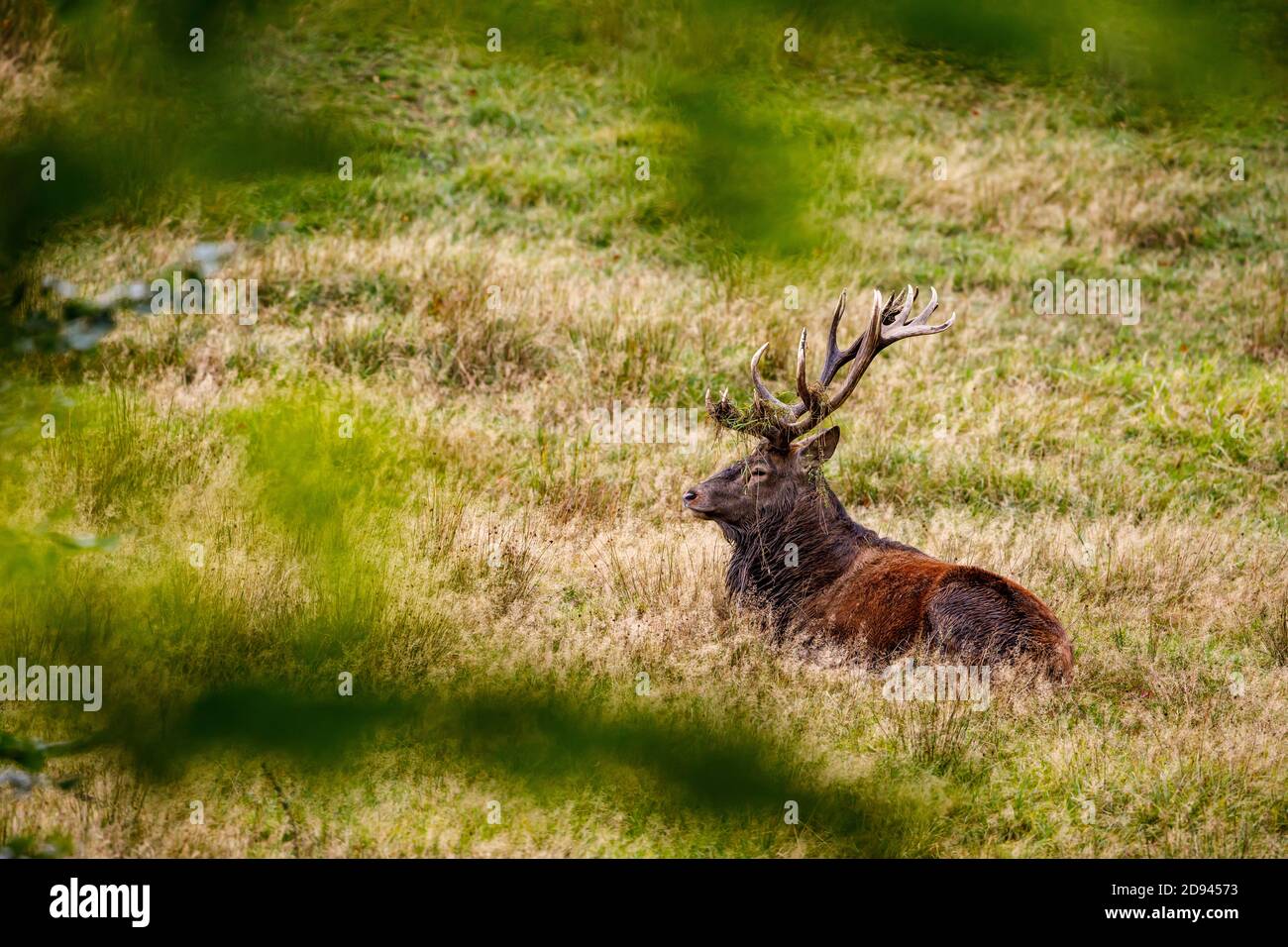 Red Deer in the forest at rutting season Stock Photo - Alamy