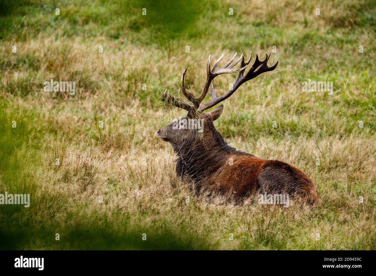 Red Deer in the forest at rutting season Stock Photo - Alamy