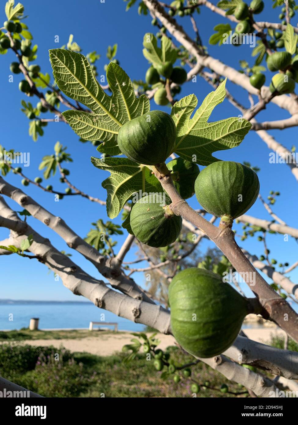SPLIT, CROATIA - Oct 22, 2020: A fig tree full of the fresh, green ...