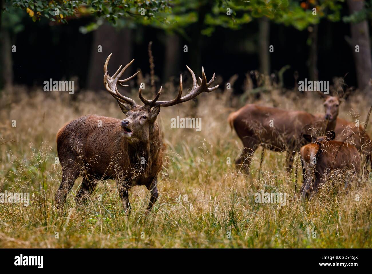 Red Deer in the forest at rutting season Stock Photo - Alamy