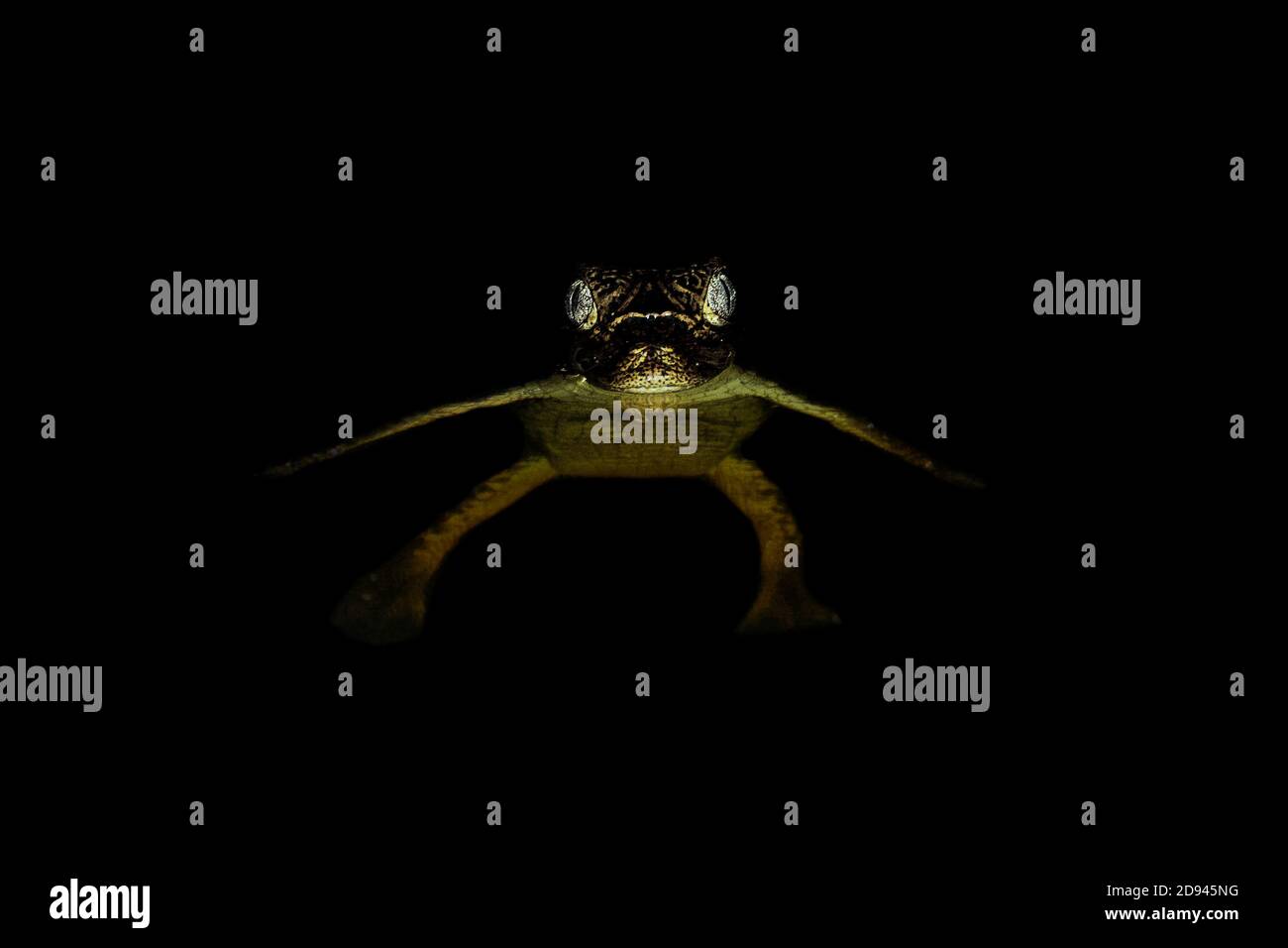 Spectacled caiman - Caiman crocodilus also known as white caiman ...