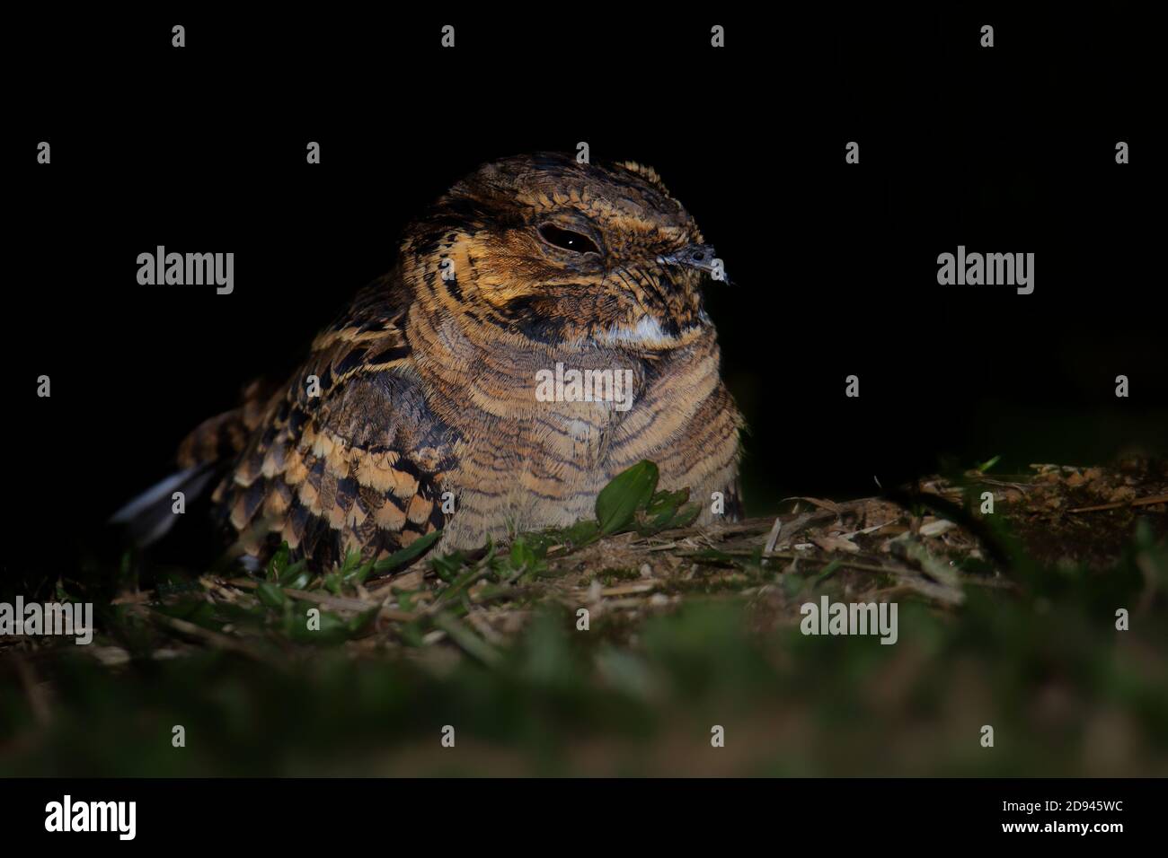 Pauraque - Nyctidromus albicollis also called common pauraque in the ...