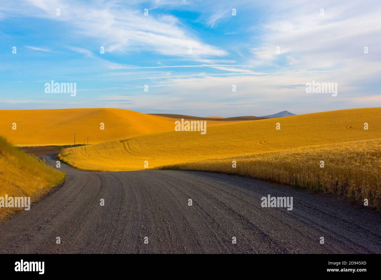 Country road through rolling wheat field at sunrise, Palouse ...