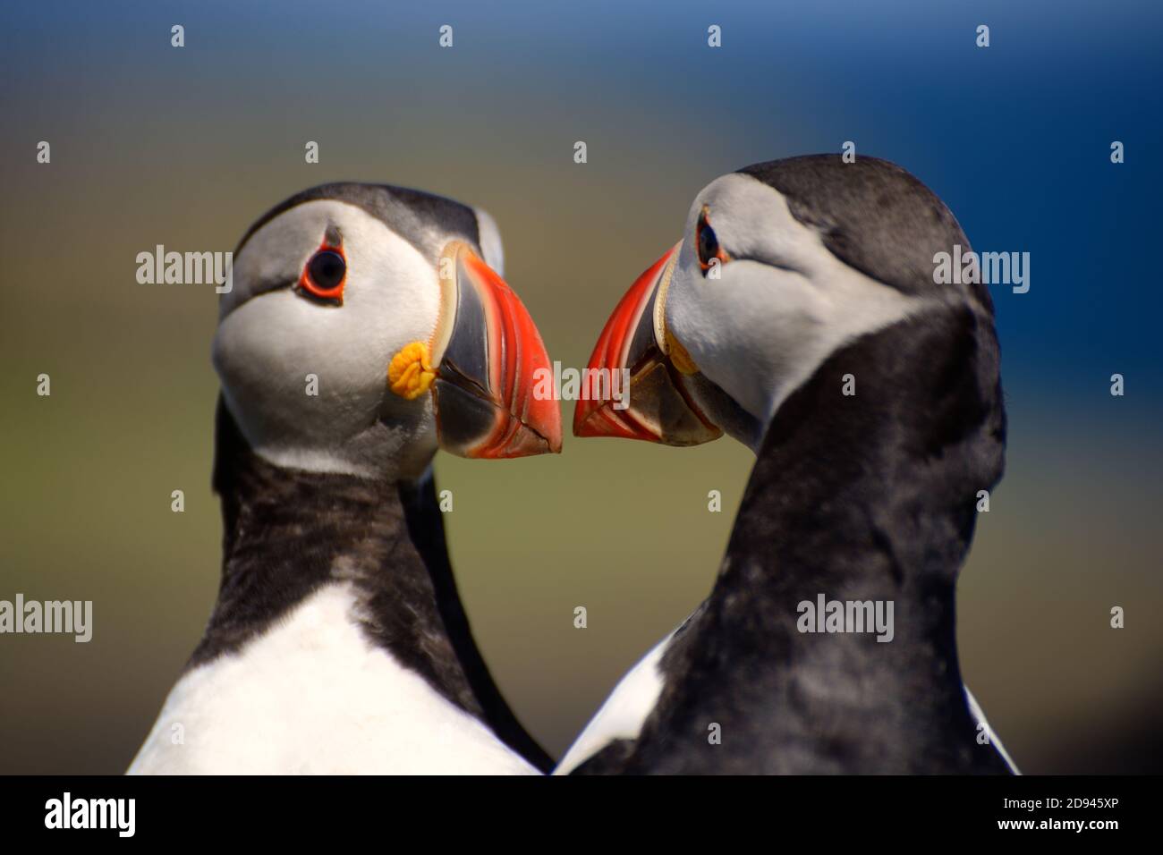 Atlantic Puffins, Lunga Stock Photo - Alamy