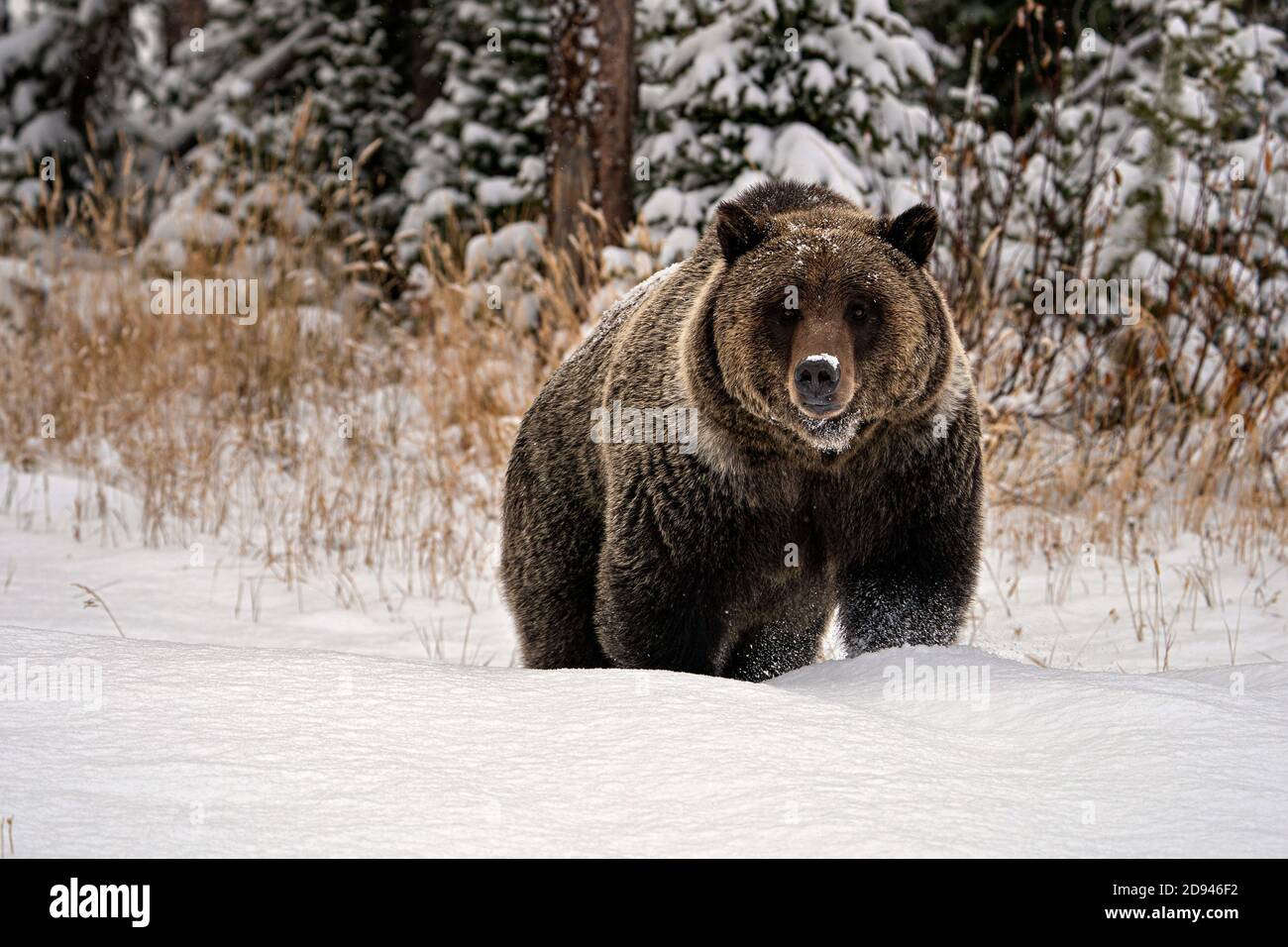 Huge grizzly hi-res stock photography and images - Alamy