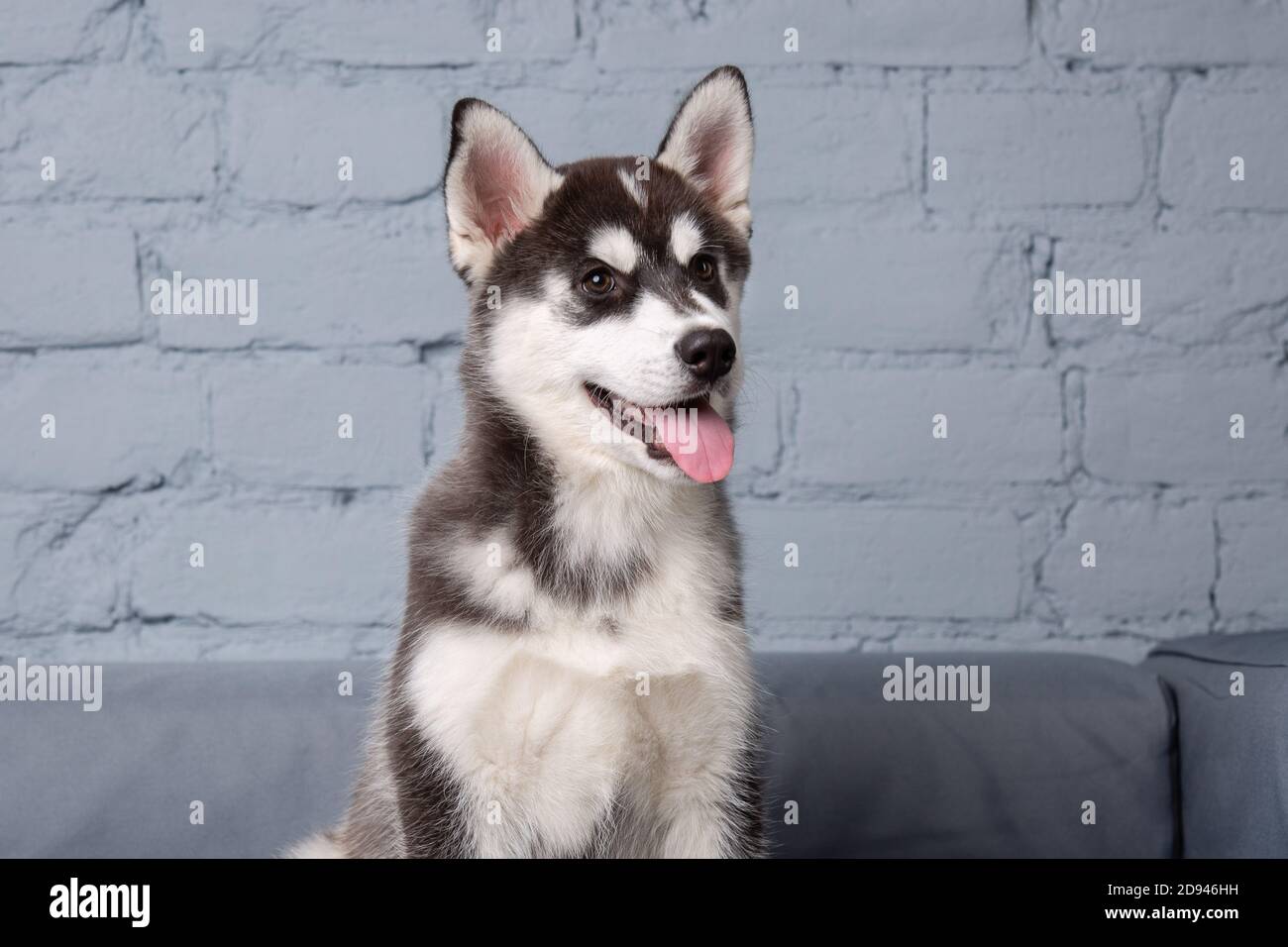 Pure Black Siberian Husky Puppy