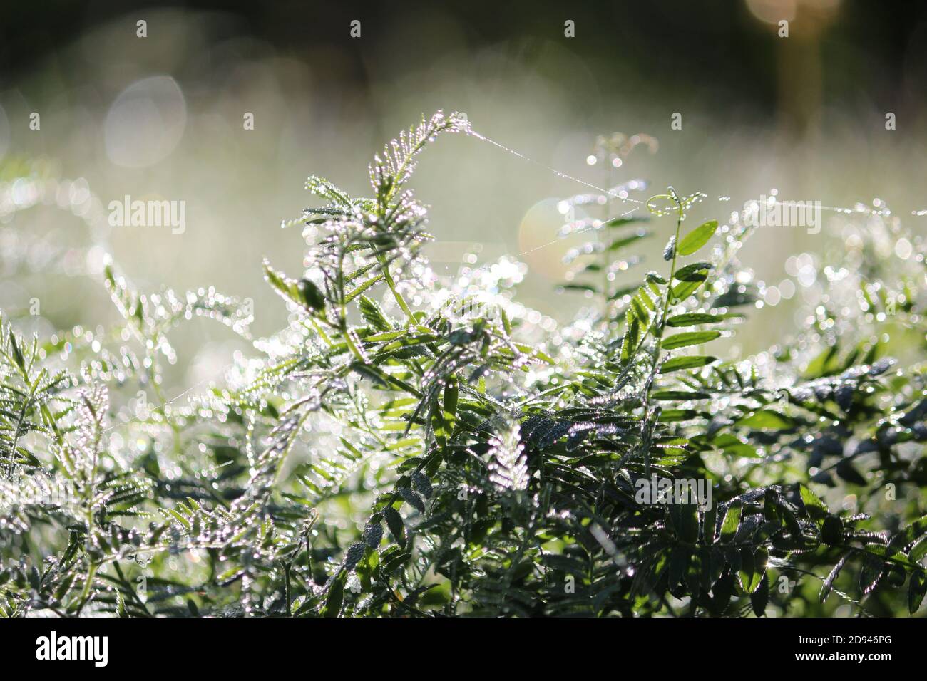 Morning dew covers leaf hi-res stock photography and images - Alamy