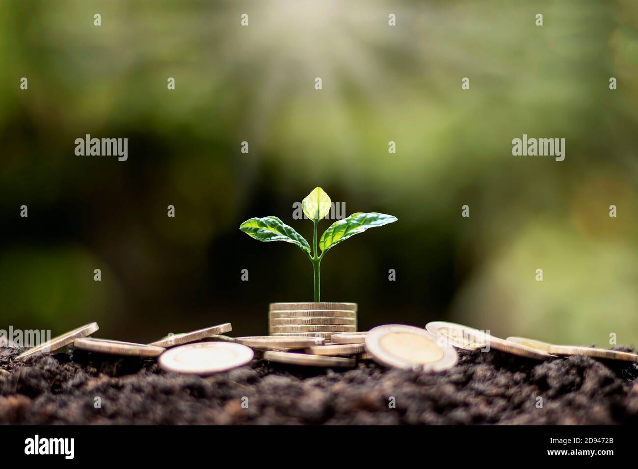 Growing seed hi-res stock photography and images - Alamy