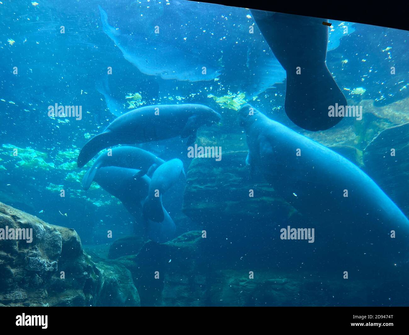 Orlando, FL/USA-6/19/20: The tank with Manatee eating and swimming ...