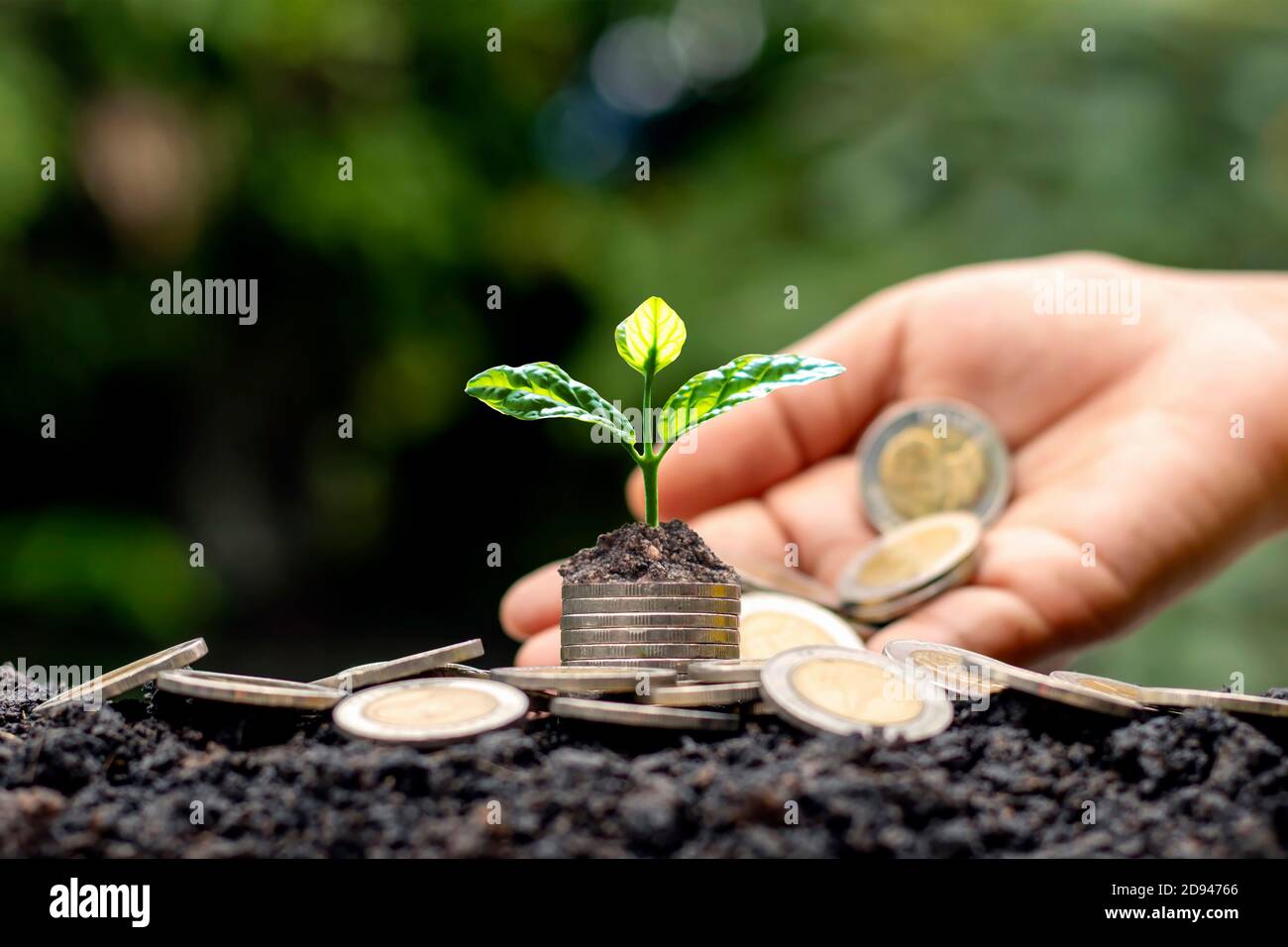 Growing seed hi-res stock photography and images - Alamy