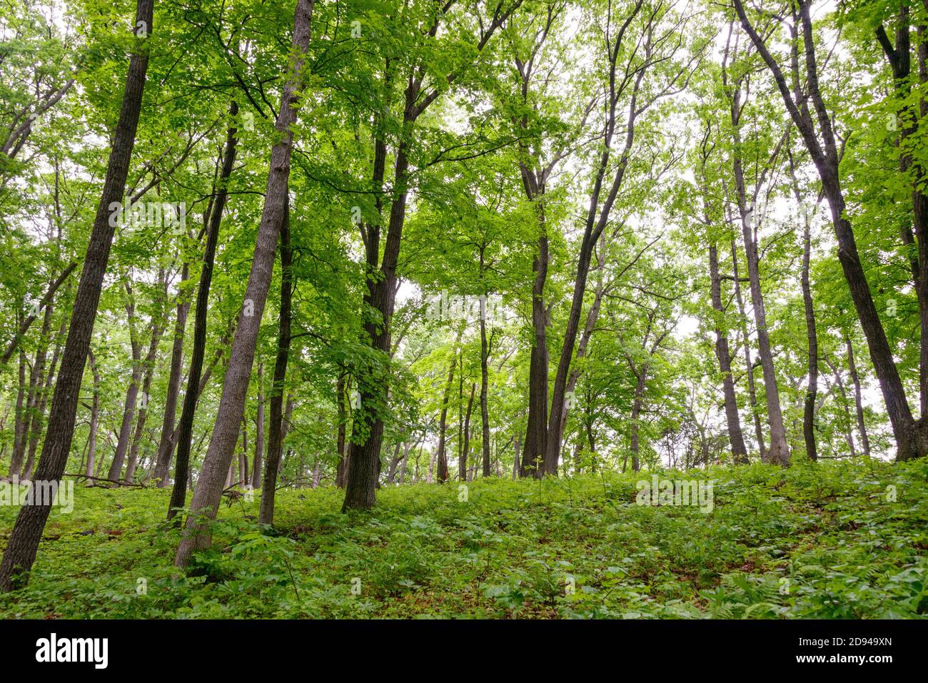 Effigy mounds national park hi-res stock photography and images - Alamy