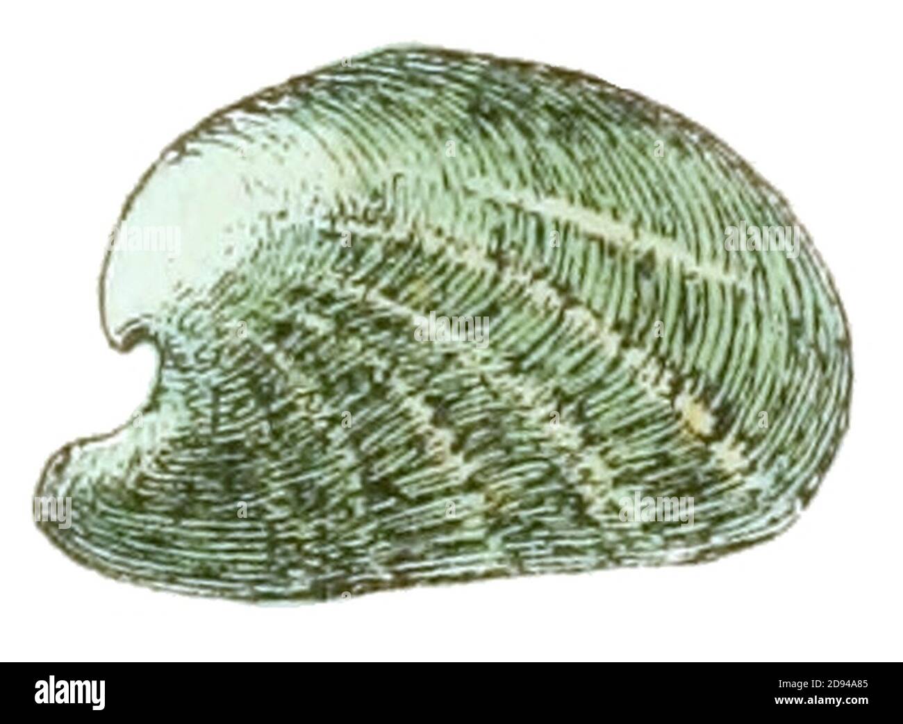 Exterior shell Cut Out Stock Images & Pictures - Alamy