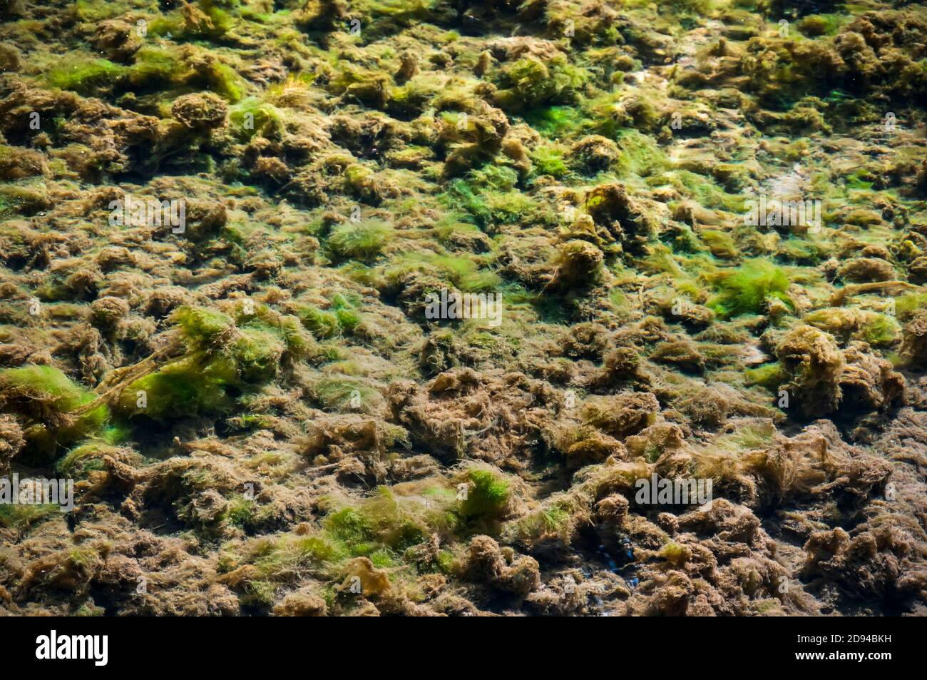 Strange 'landscape' of water weed just below the surface of very clear ...