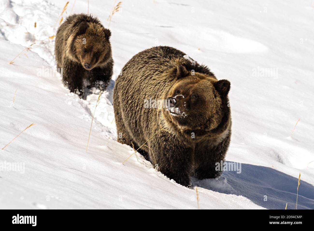 Huge grizzly hi-res stock photography and images - Alamy