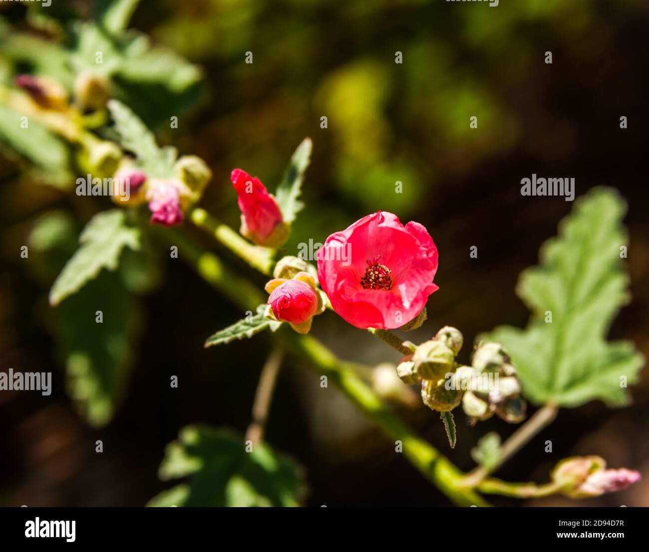 Desert Botanical Garden, Desert Globemallow Stock Photo - Alamy
