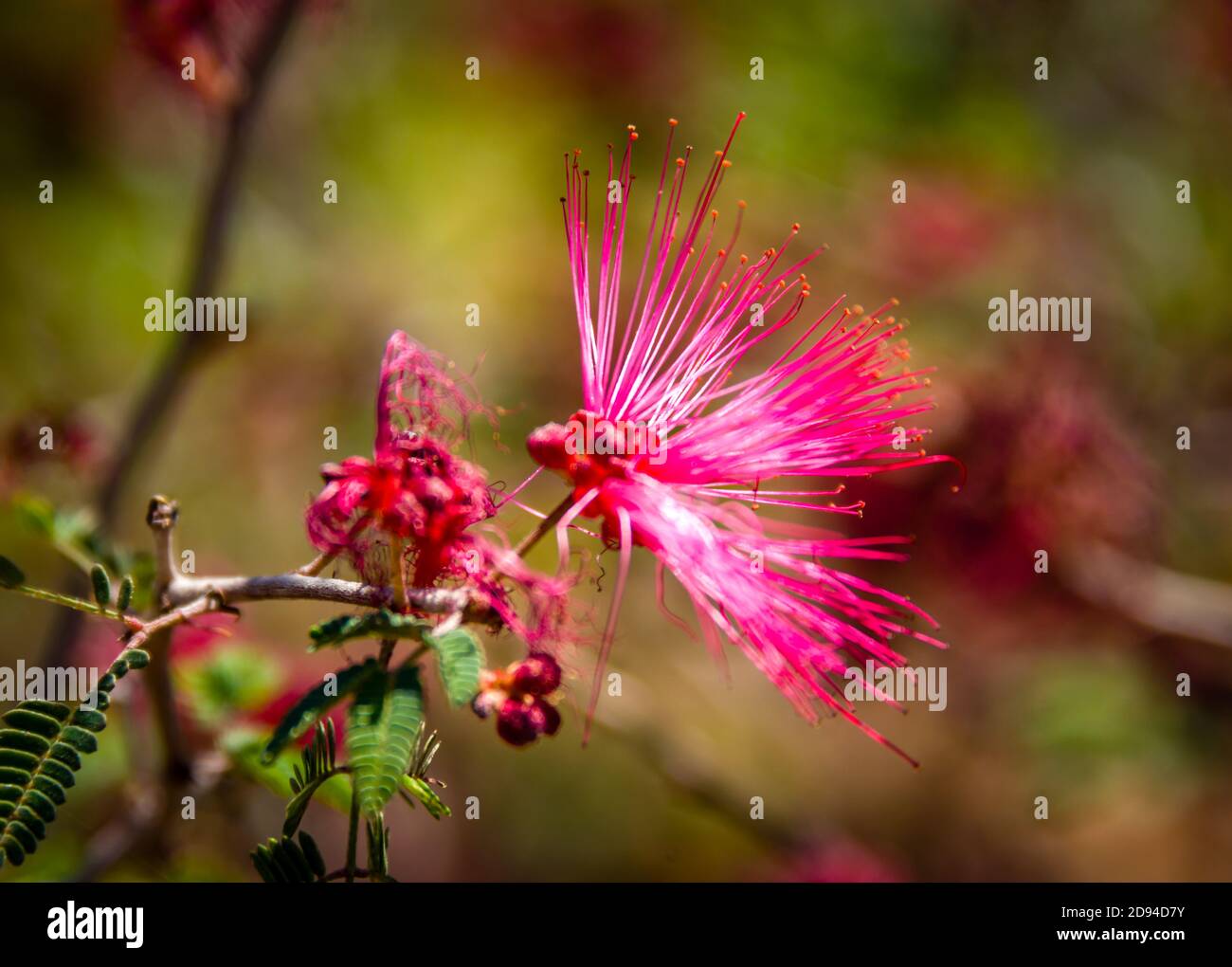 Desert Botanical Garden, Fairy Duster Stock Photo - Alamy