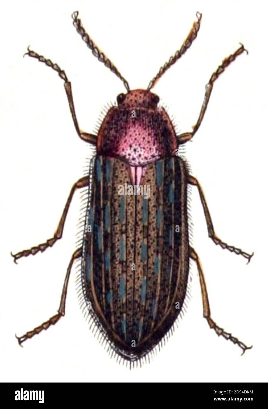 Julodis hi-res stock photography and images - Alamy