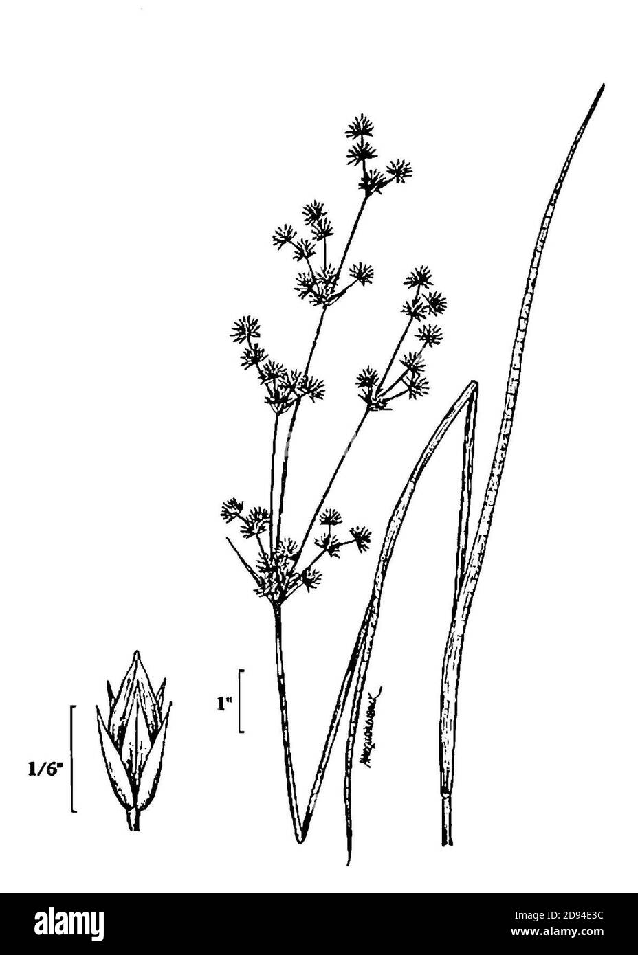 Juncus Canadensis