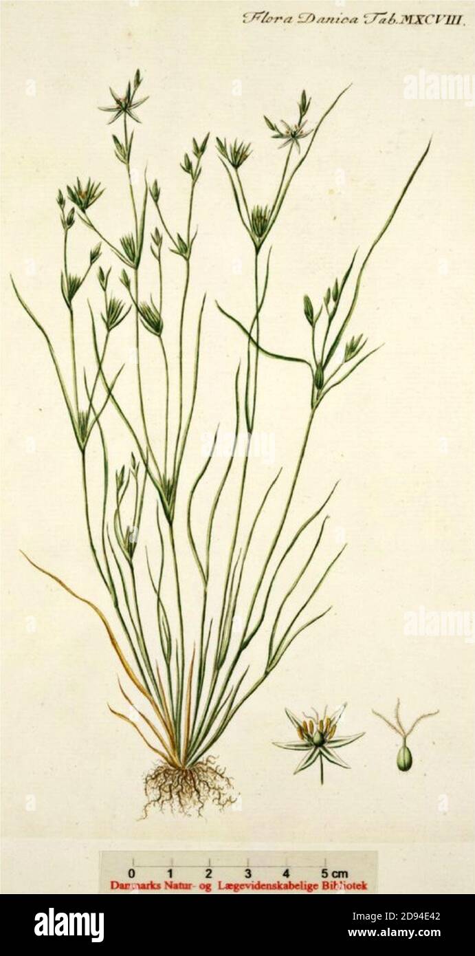 Juncus bufonius illustration (02 Stock Photo - Alamy