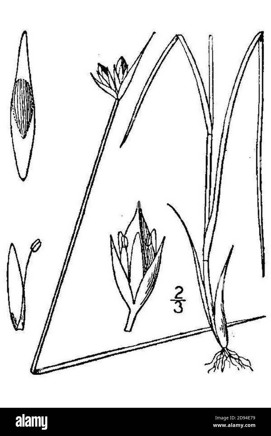 Stygius hi-res stock photography and images - Alamy