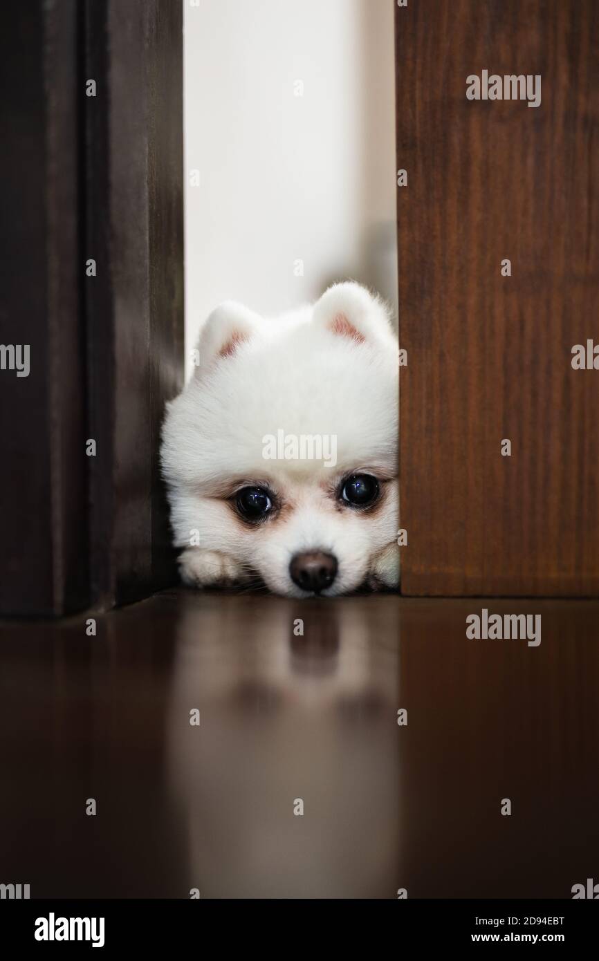 White Pomeranian dog playing hide and seek Stock Photo - Alamy
