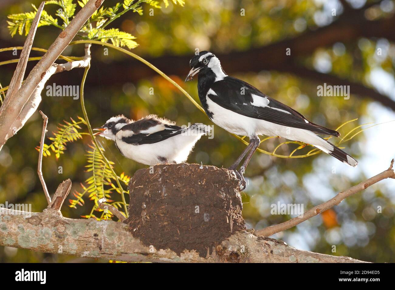 Magpie Lark chick, with adult male bird with food in beak. Also known ...