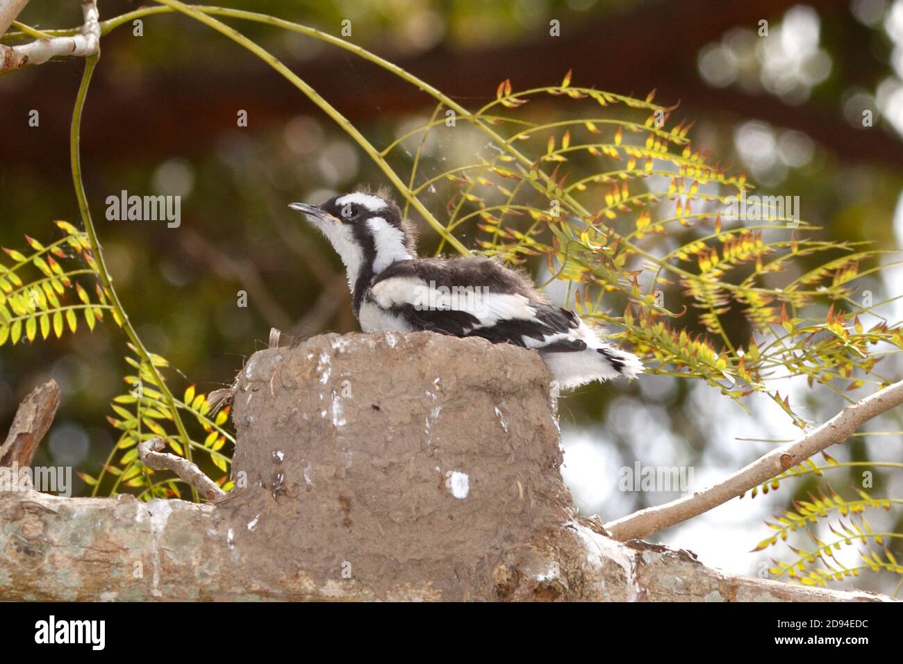 Magpie Lark chick, also known as peewee, peewit or mudlark, Grallina ...