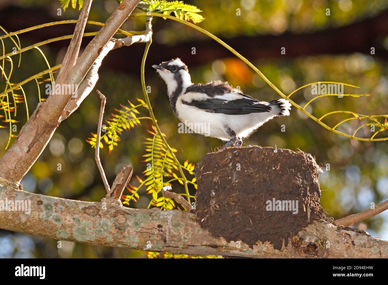Magpie Lark chick, also known as peewee, peewit or mudlark, Grallina ...