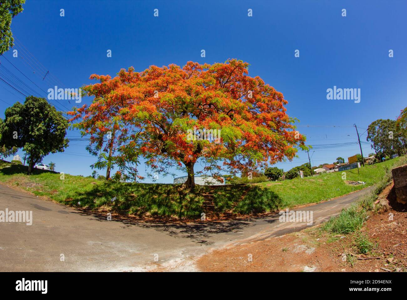Blooming Flamboyant Tree High Resolution Stock Photography and Images ...