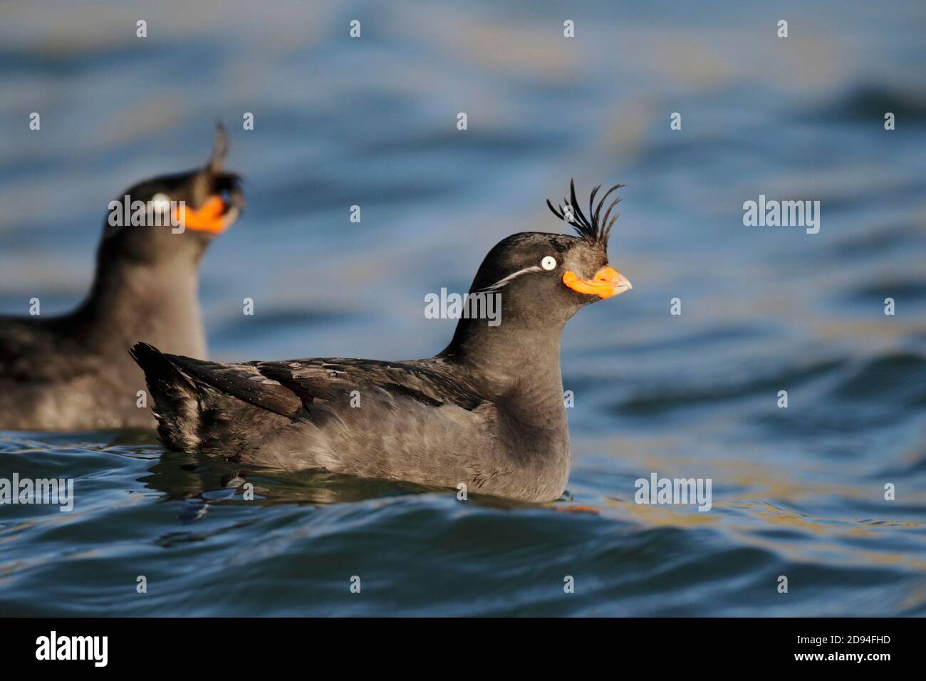 Birds with crests hi-res stock photography and images - Alamy