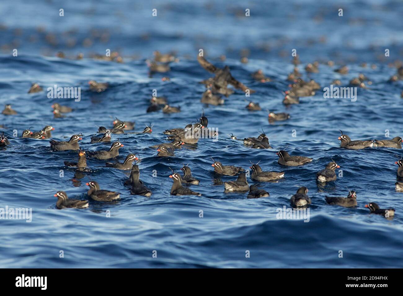 Aethia cristellata hi-res stock photography and images - Alamy