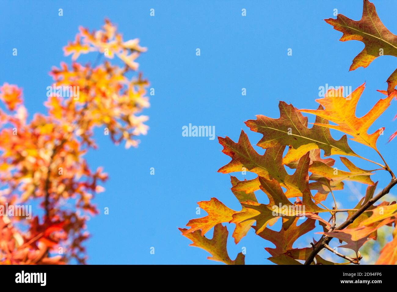 Detail of fall leaves tree colors in autumn Stock Photo - Alamy