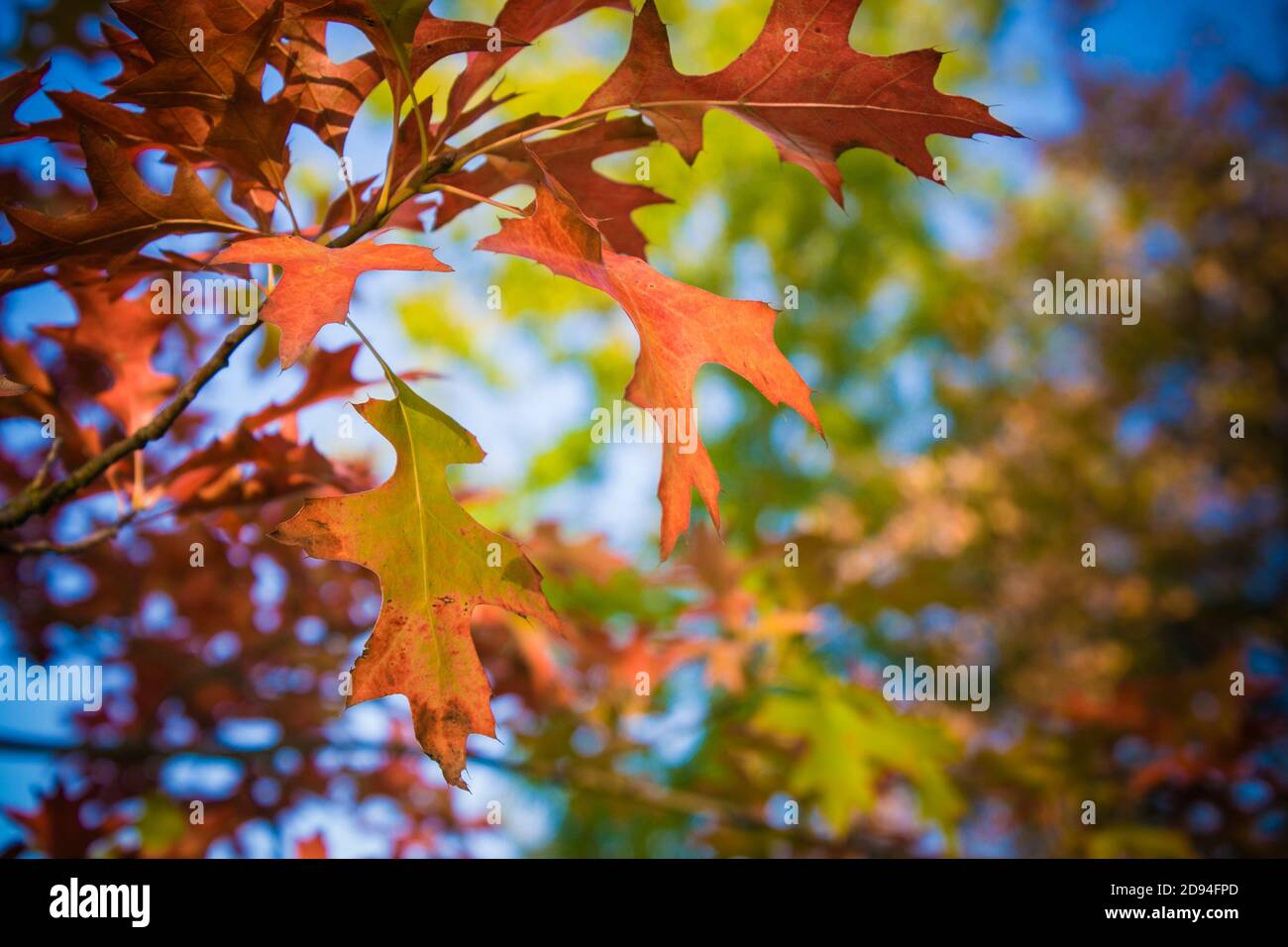 Detail of fall leaves tree colors in autumn Stock Photo - Alamy