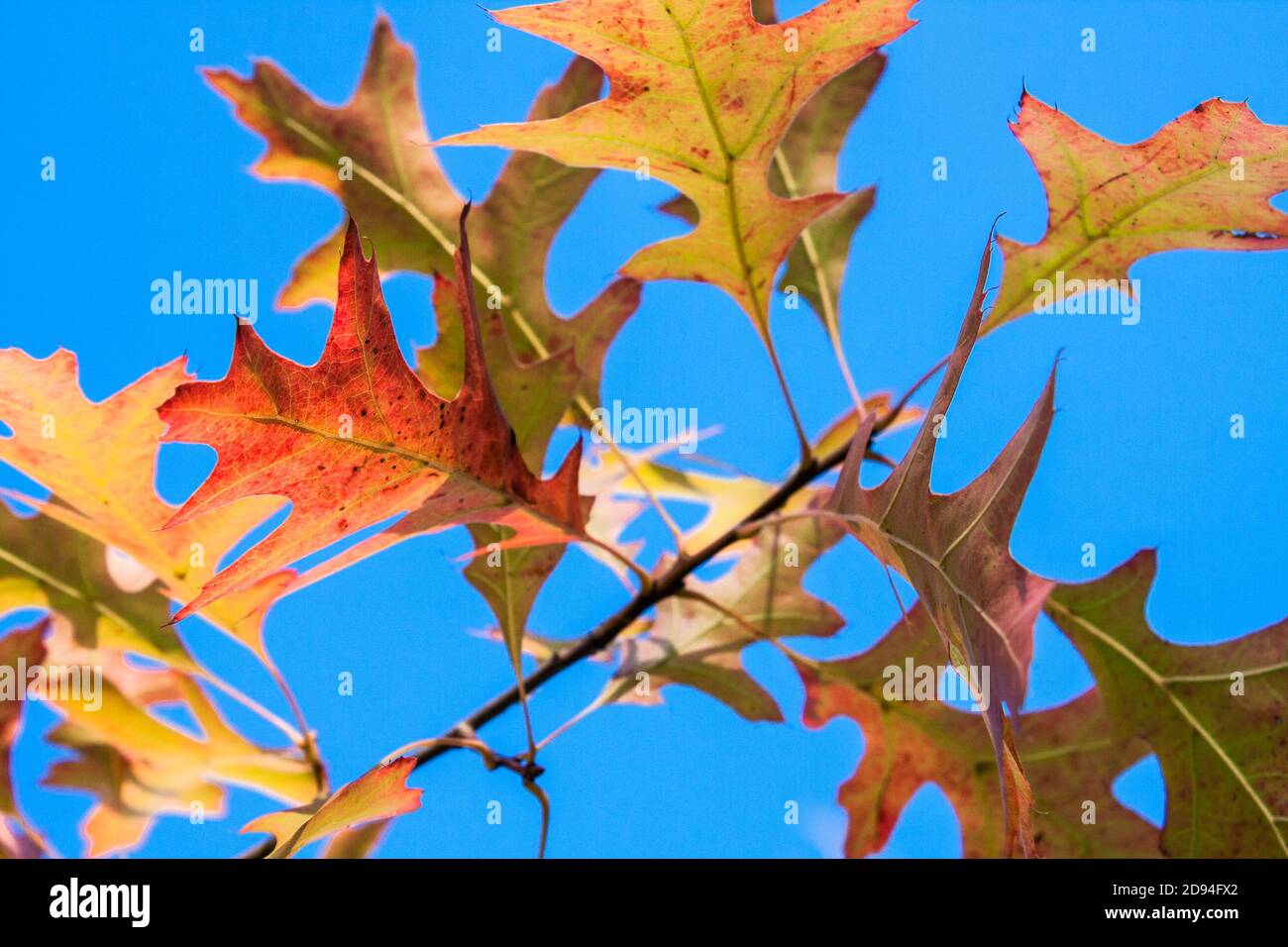 Detail of fall leaves tree colors in autumn Stock Photo - Alamy