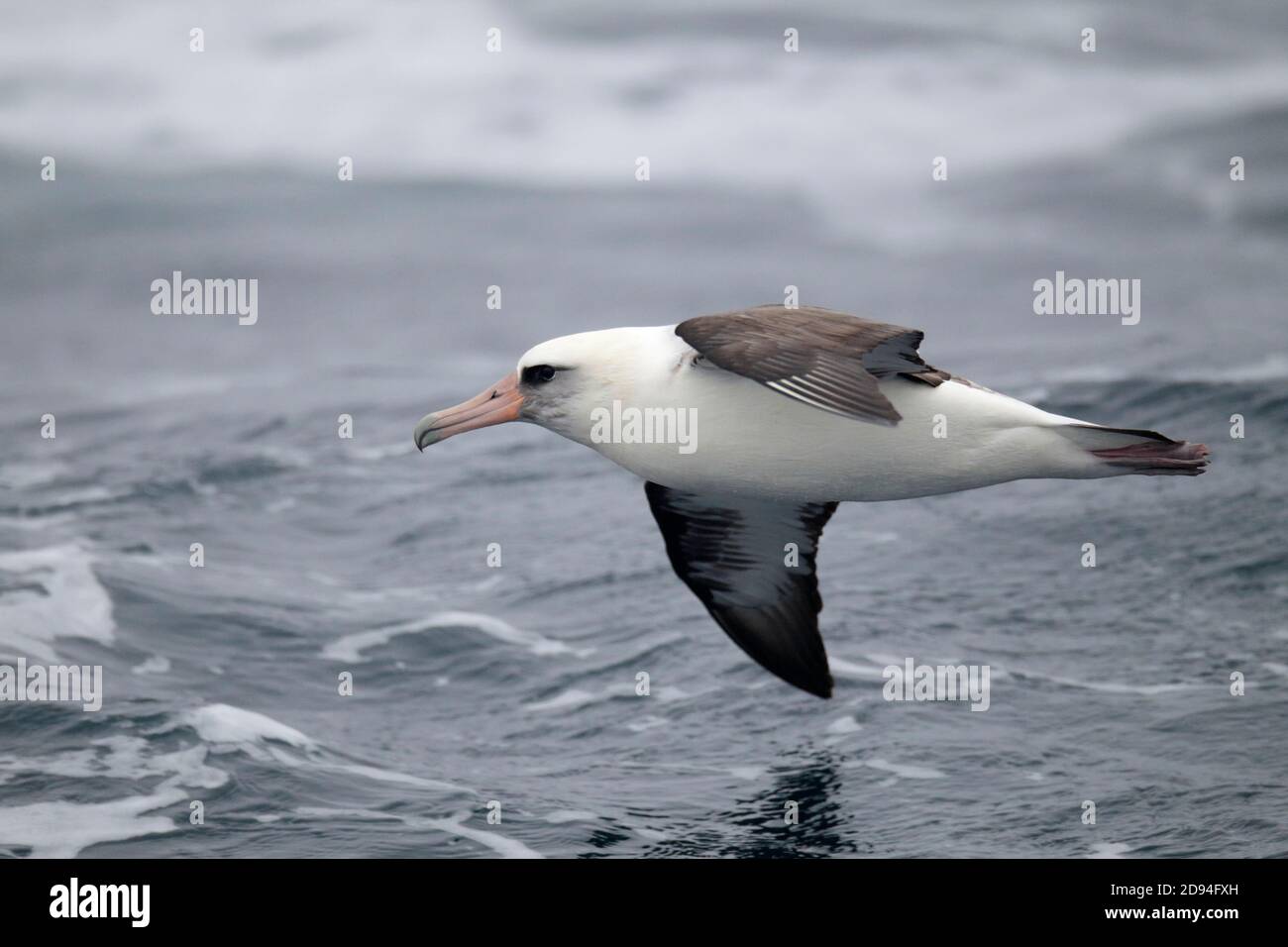 Laysan Albatross (Phoebastria immutabilis) - flying low over northwest ...
