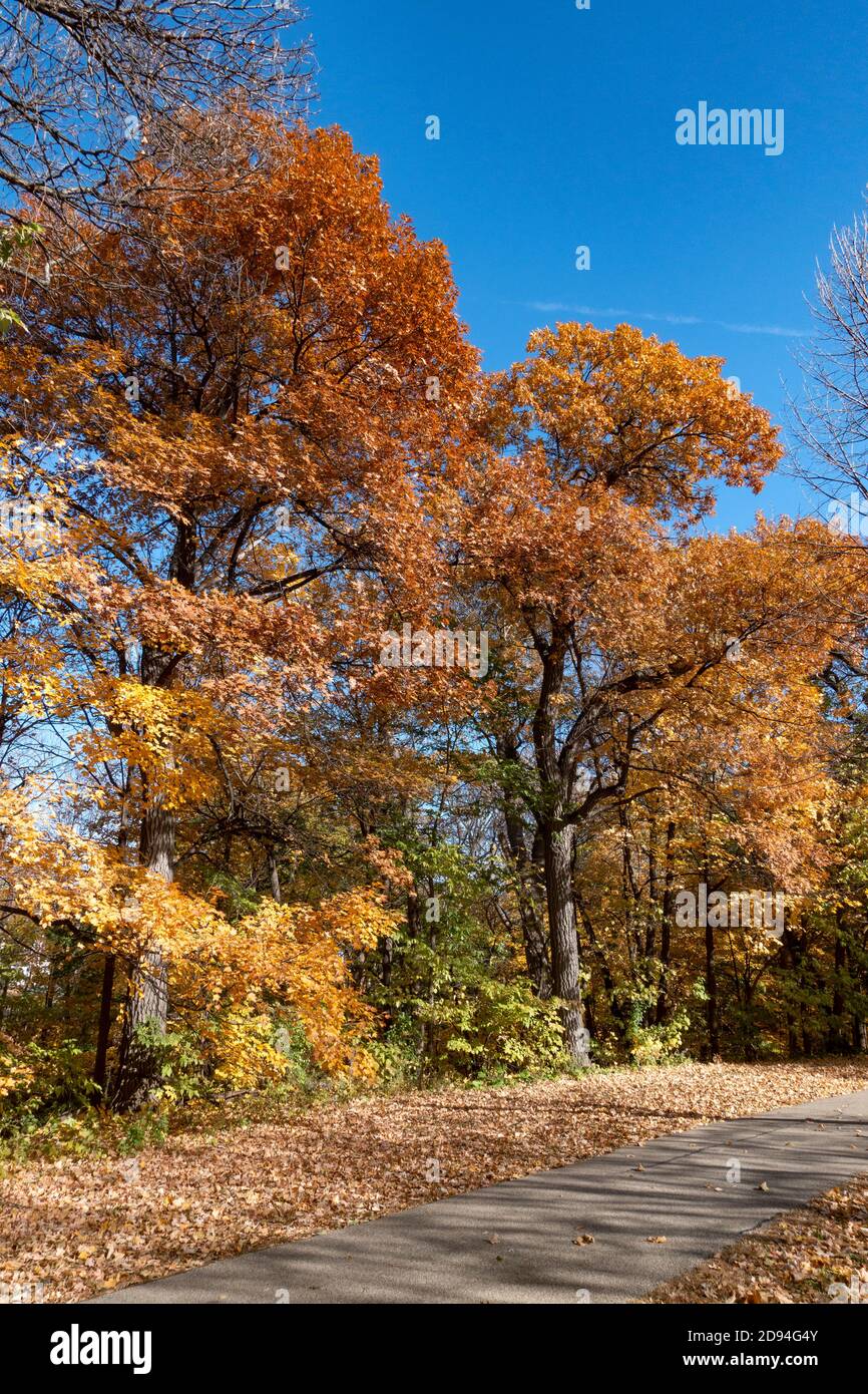 Autumn trees changing colors beside the sidewalk path on the ...