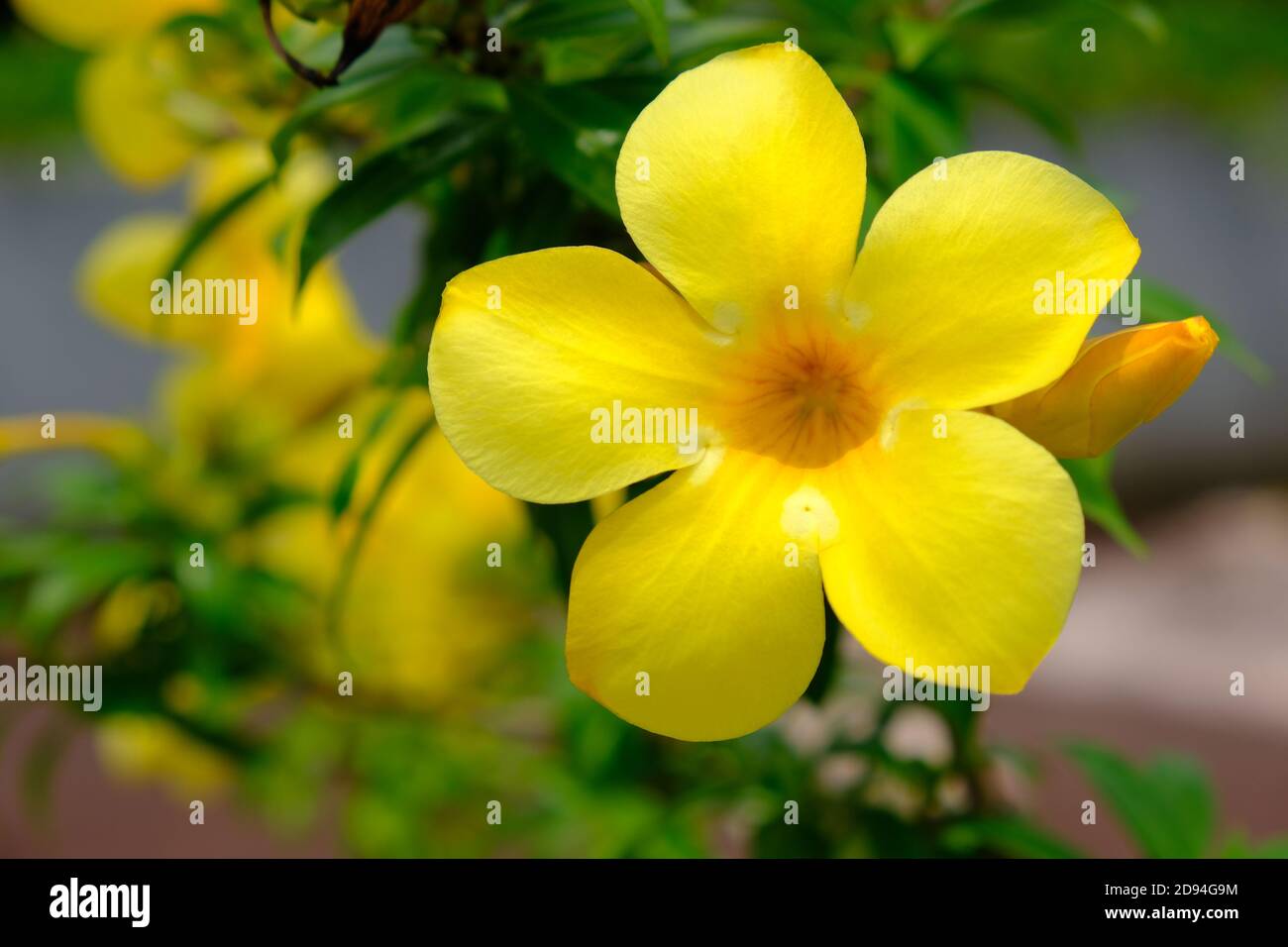 Allamanda flower hi-res stock photography and images - Alamy