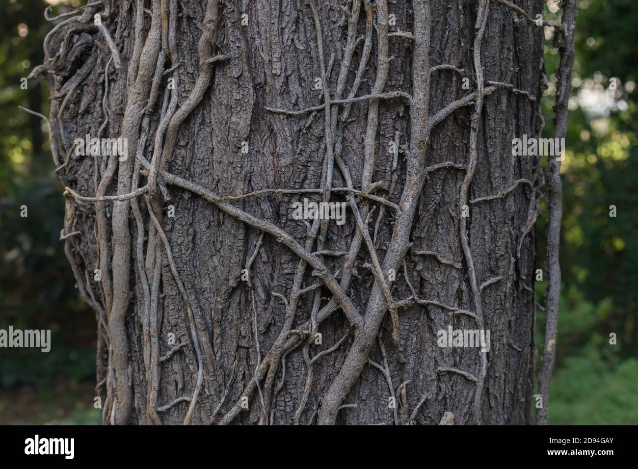 Climbing textures hi-res stock photography and images - Alamy