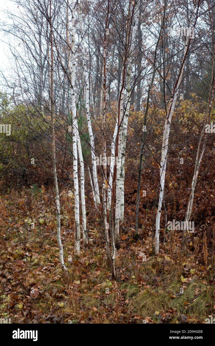 Birch trees trees wisconsin hi-res stock photography and images - Alamy