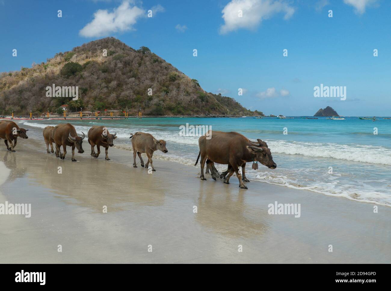 Cute baby water buffalo walking on the beach Stock Photo - Alamy